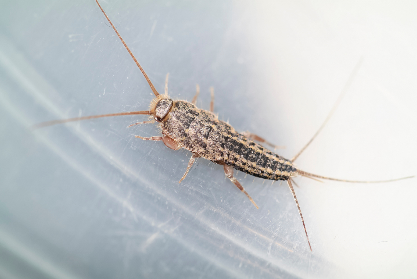 Anthem Pest Control: Atlanta's Trusted Pest Control Experts