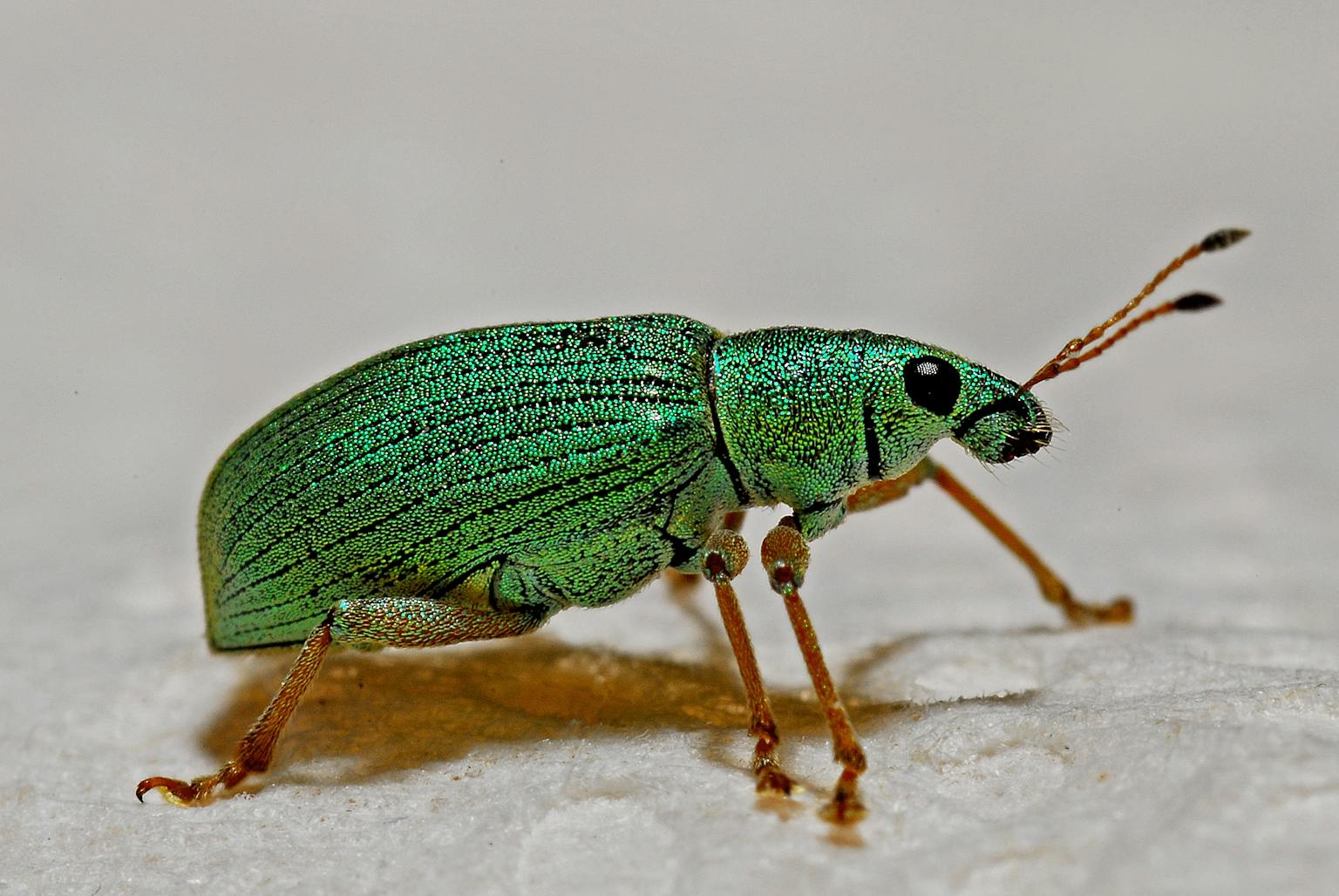 Anthem Pest Control: Atlanta's Trusted Pest Control Experts