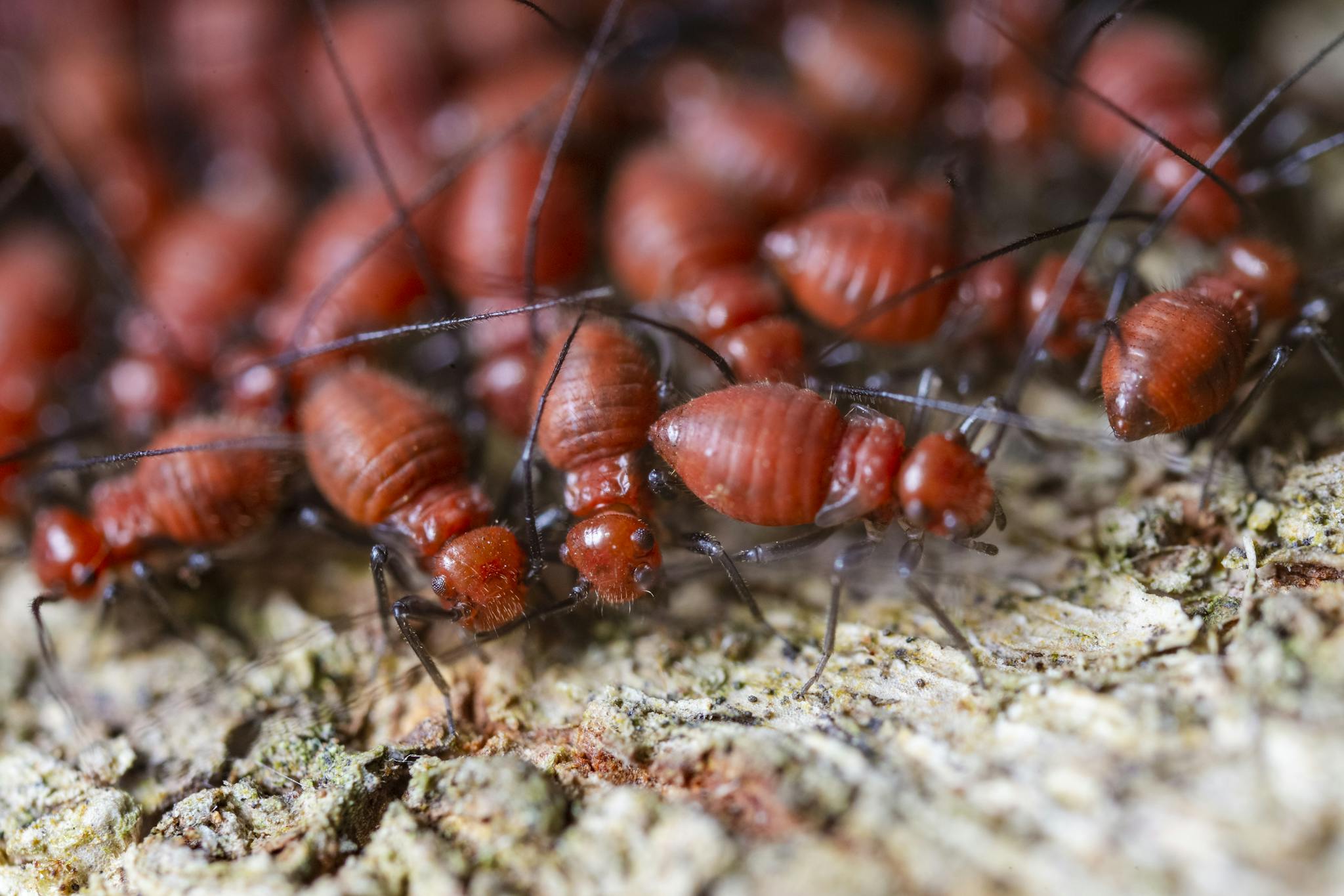 Anthem Pest Control: Atlanta's Trusted Pest Control Experts