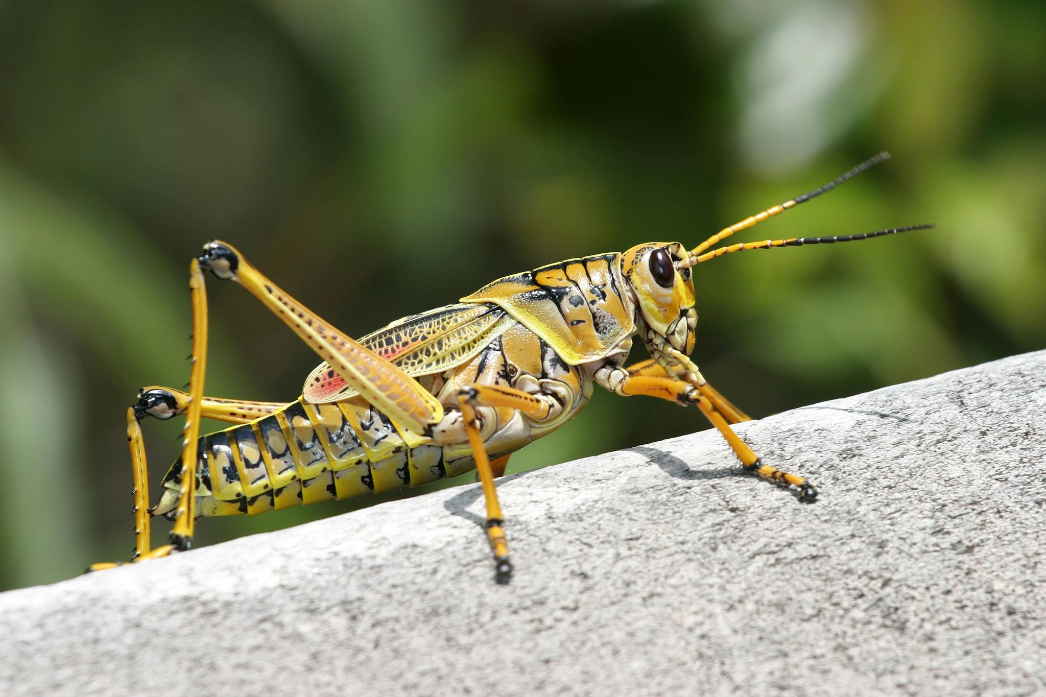 Pest Control Anthem Pest Control