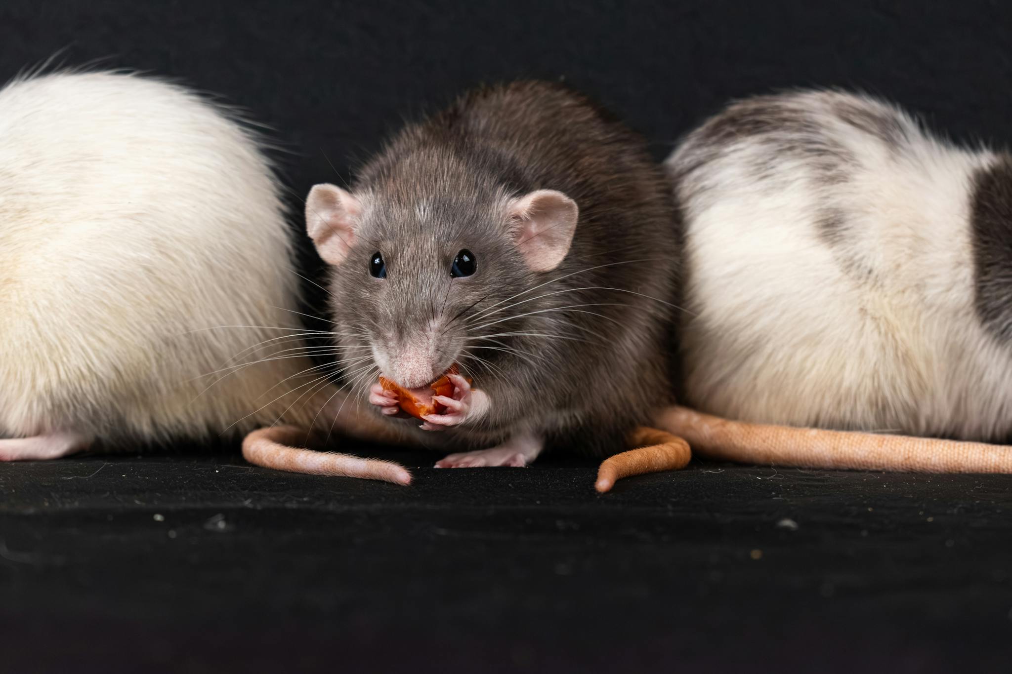 Anthem Pest Control: Atlanta's Trusted Pest Control Experts