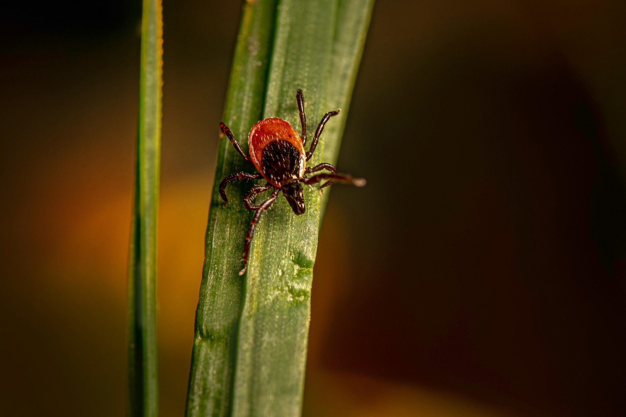 Tick Control Suwanee, GA | Fast and Reliable Treatment
