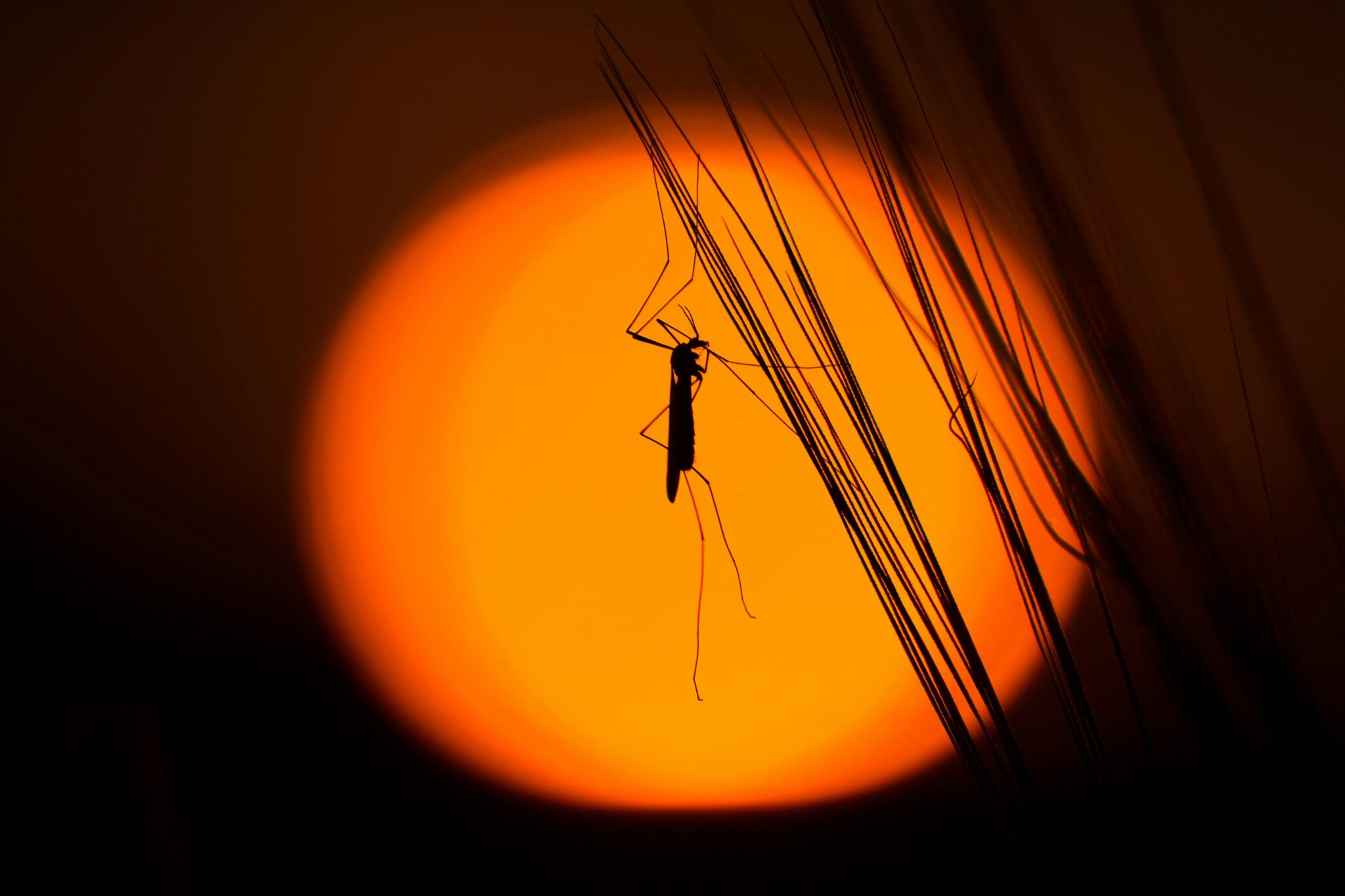 Emergency Earwig Control Suwanee | Fast Local Treatment