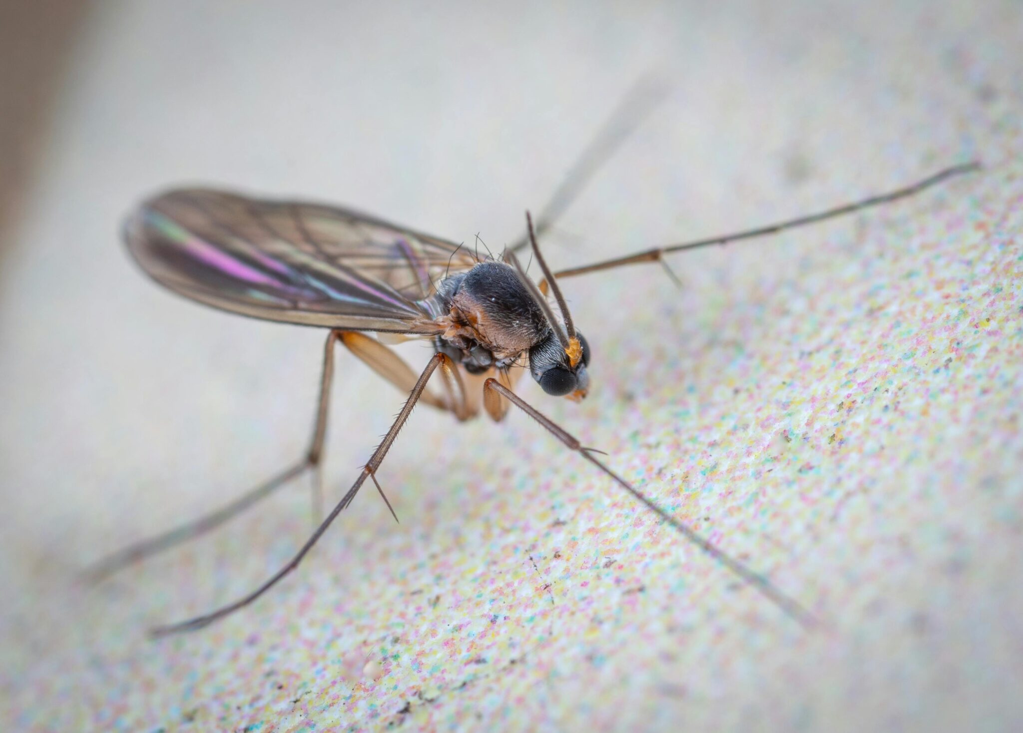 Gnat Inspection Peachtree City, GA | What to Expect & Costs