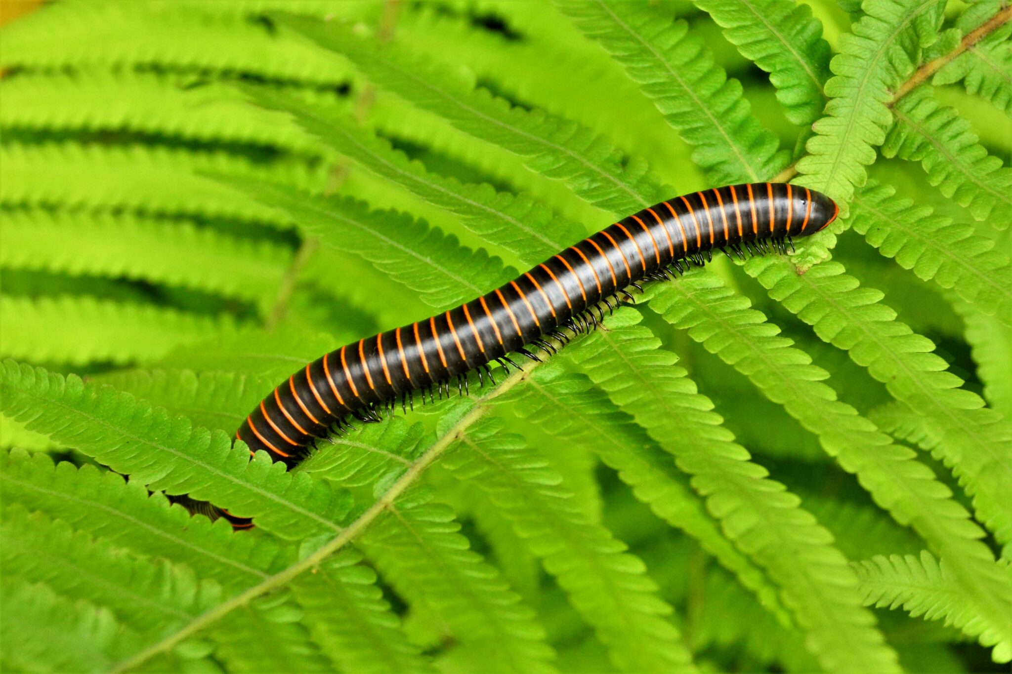How much does millipede control cost in Holly Springs, Georgia? Anthem ...