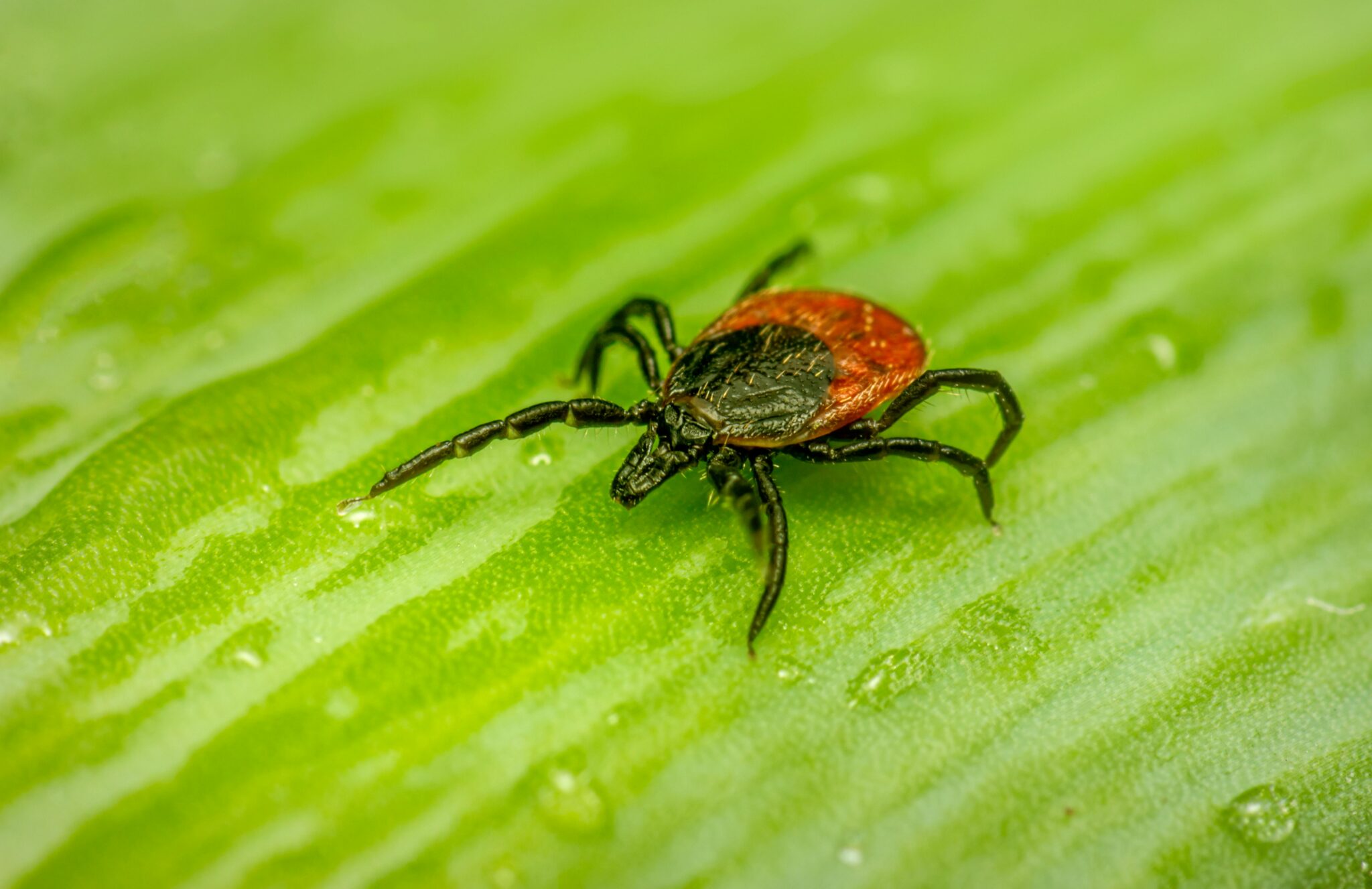 Tick Exterminator Near Me Decatur | Fast & Affordable Help