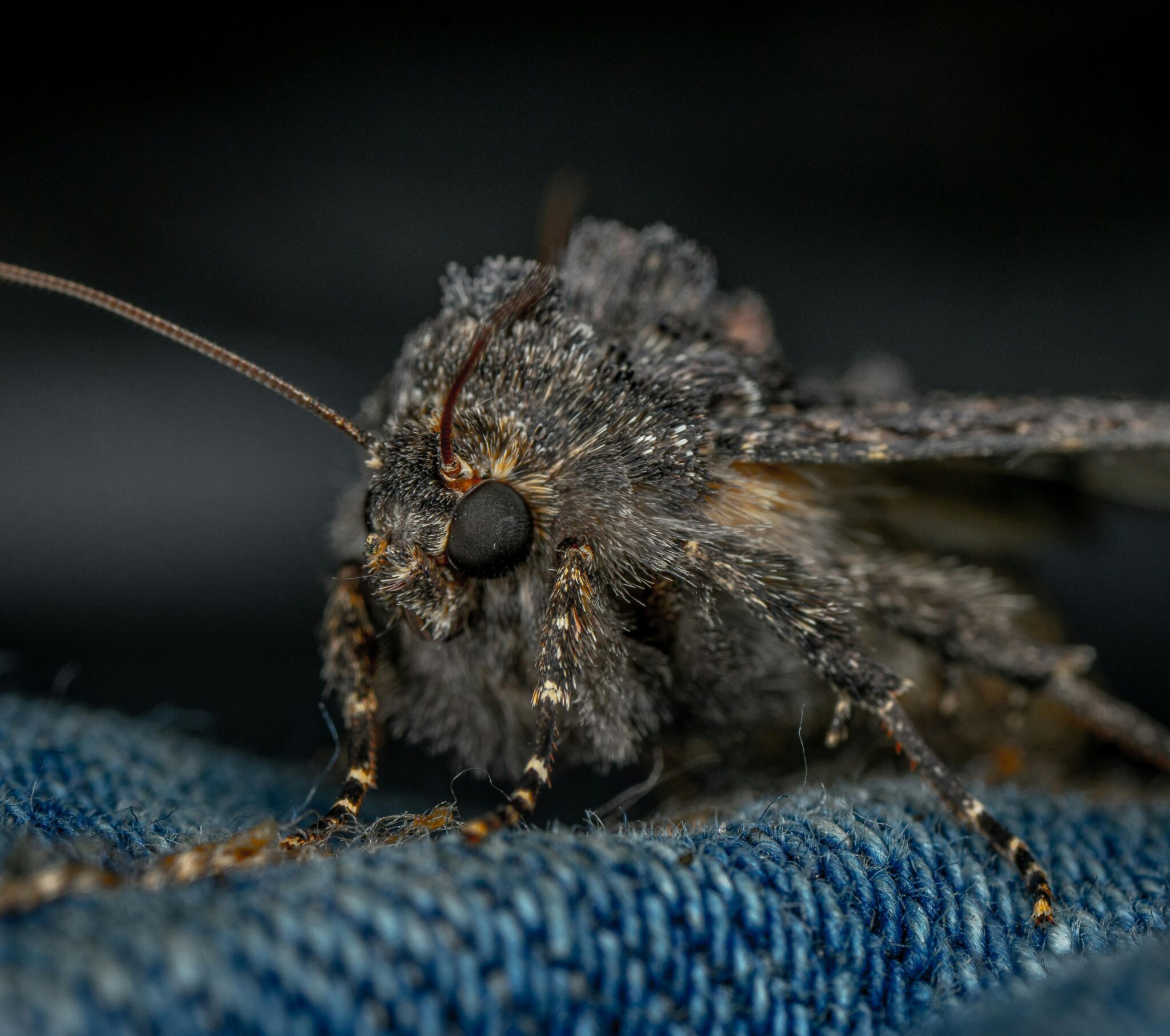 Top-Rated Moth Control in Brookhaven, Georgia: Cost, Treatment & Tips ...